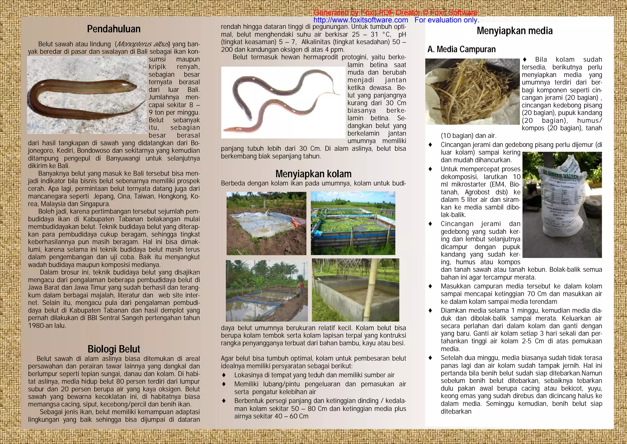 Budidaya Belut | PDF