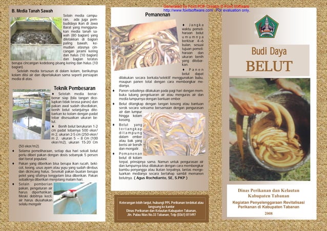 Budidaya Belut | PDF