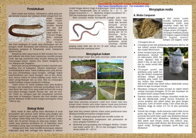 Budidaya Belut | PDF