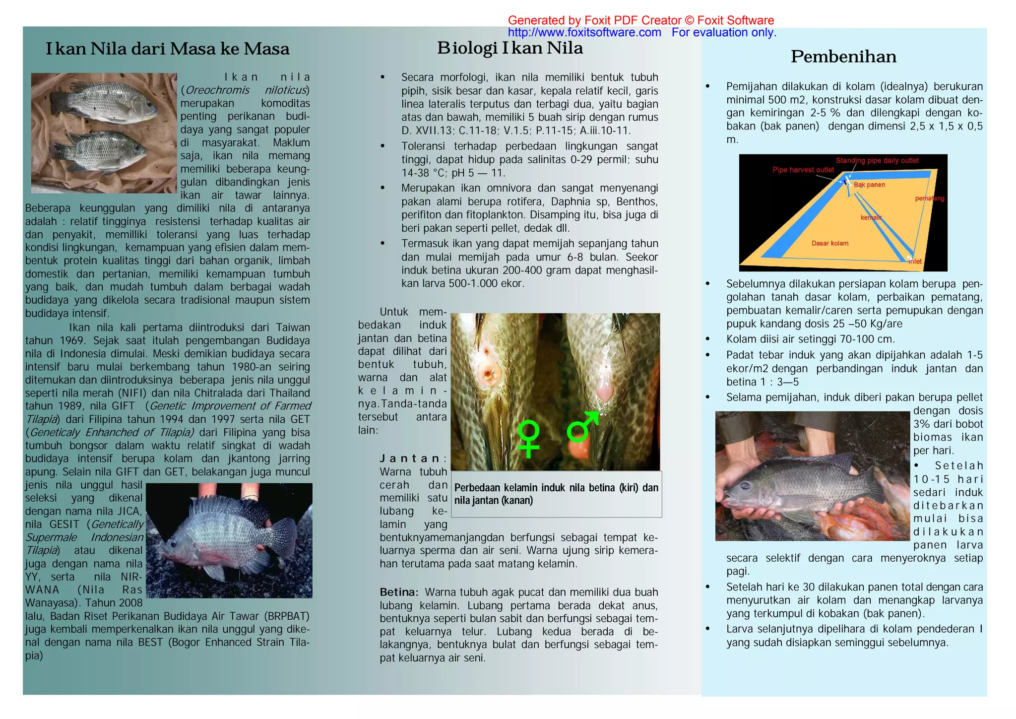 Budidaya Ikan Nila | PDF