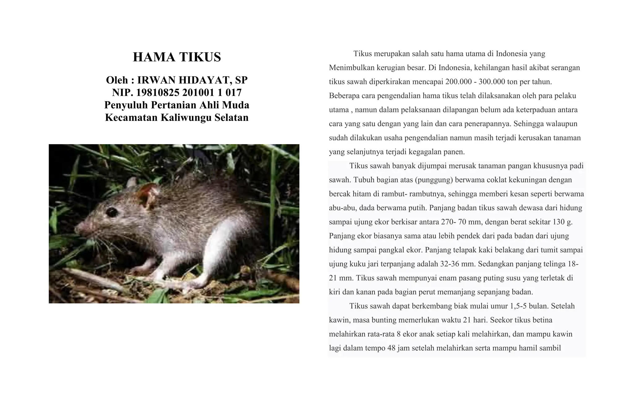 MENGENAL HAMA TIKUS DAN CARA PENGENDALIANNYA.pdf