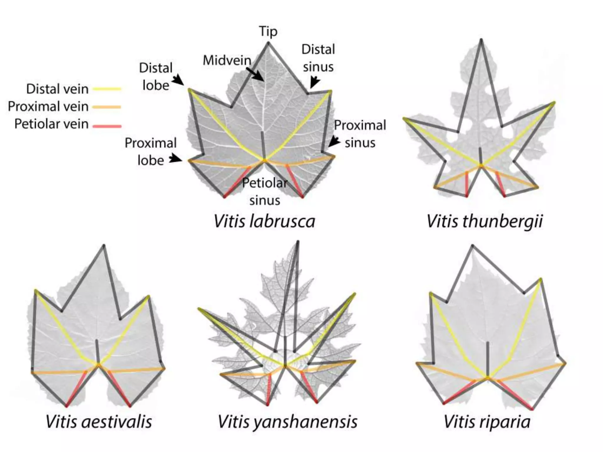 The shapes of leaves across developmental and geologic time | PPT