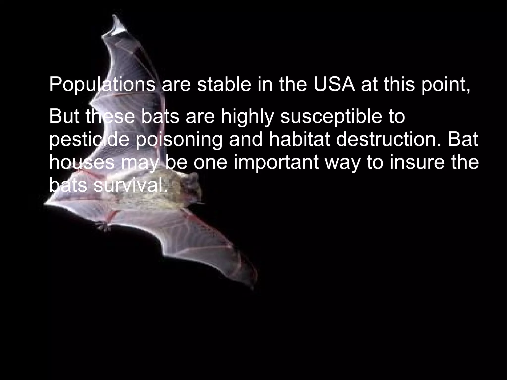 Brown bats by Greg | ODP