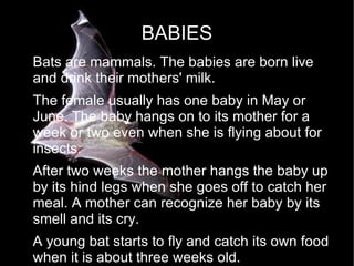 Brown bats by Greg | ODP