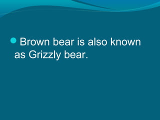 Brown Bear | PPT