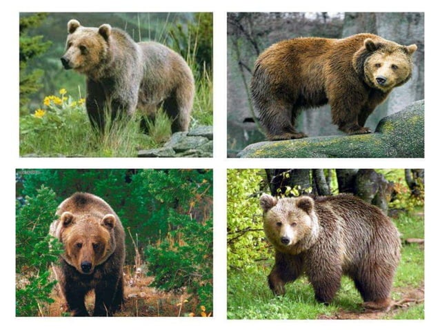 Brown bear | PPT