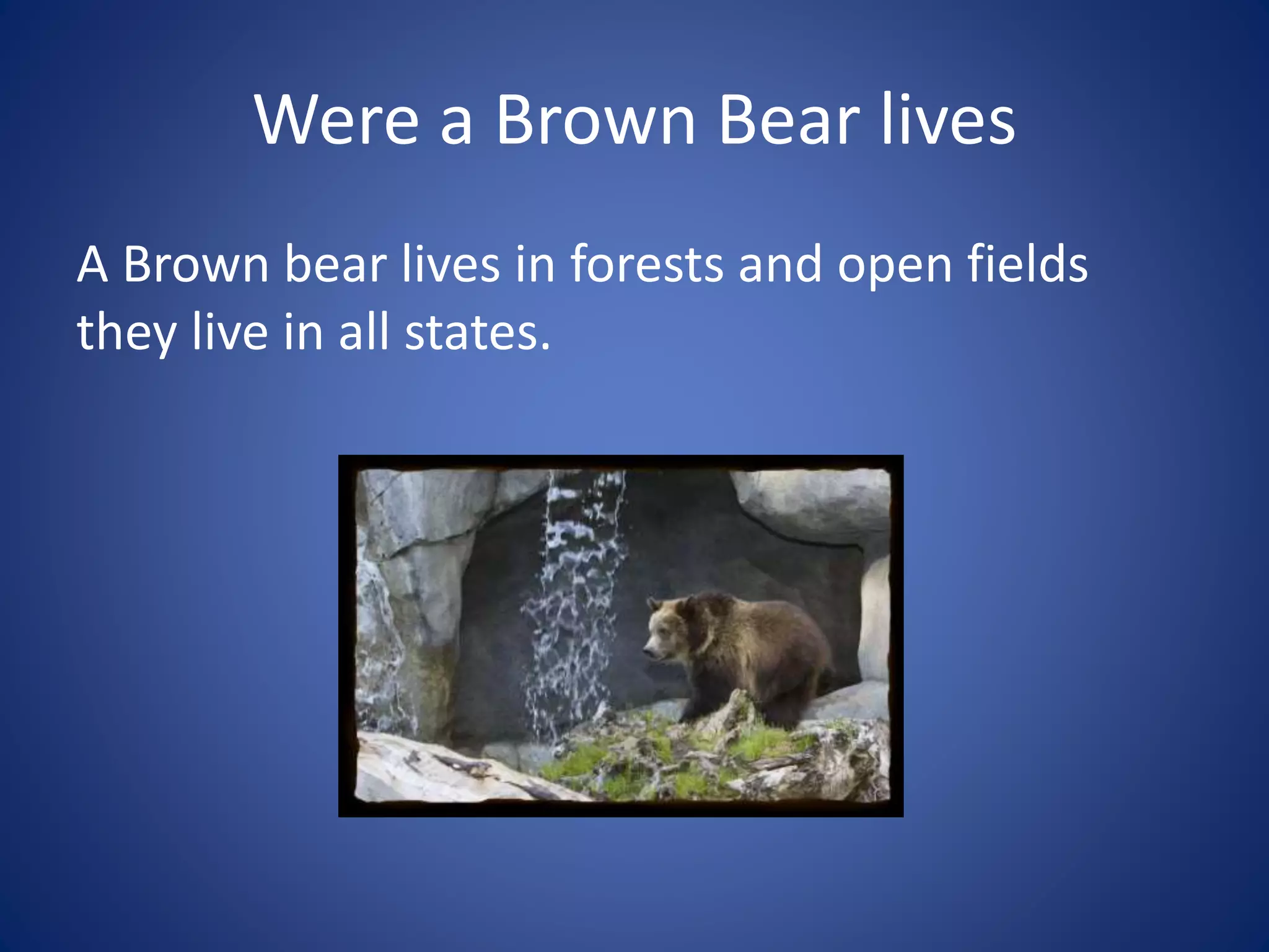 All About the Brown Bear | PPT
