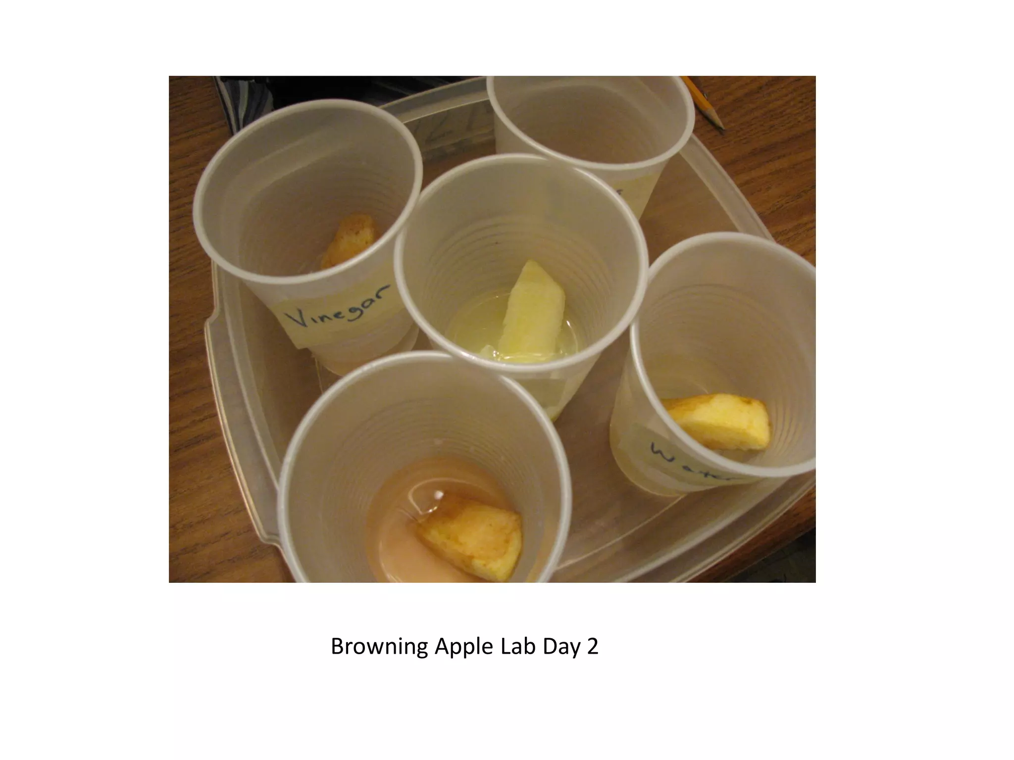 Browning Apple Lab | PDF | Chemistry | Science
