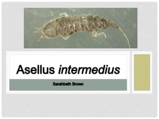 Asellus intermedius | PPTX