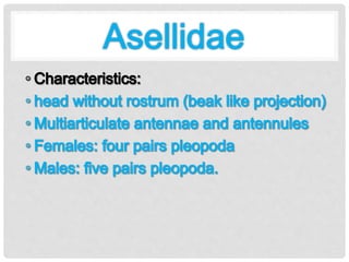 Asellus intermedius | PPTX