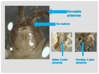 Asellus intermedius | PPTX