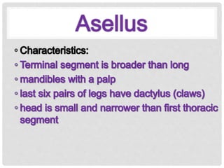 Asellus intermedius | PPTX