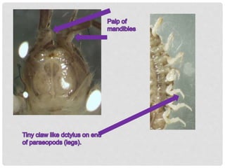 Asellus intermedius | PPTX