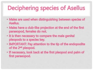 Asellus intermedius | PPTX