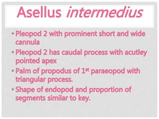 Asellus intermedius | PPTX