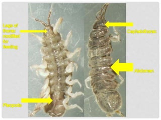 Asellus intermedius | PPTX