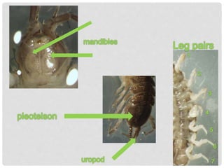 Asellus intermedius | PPTX