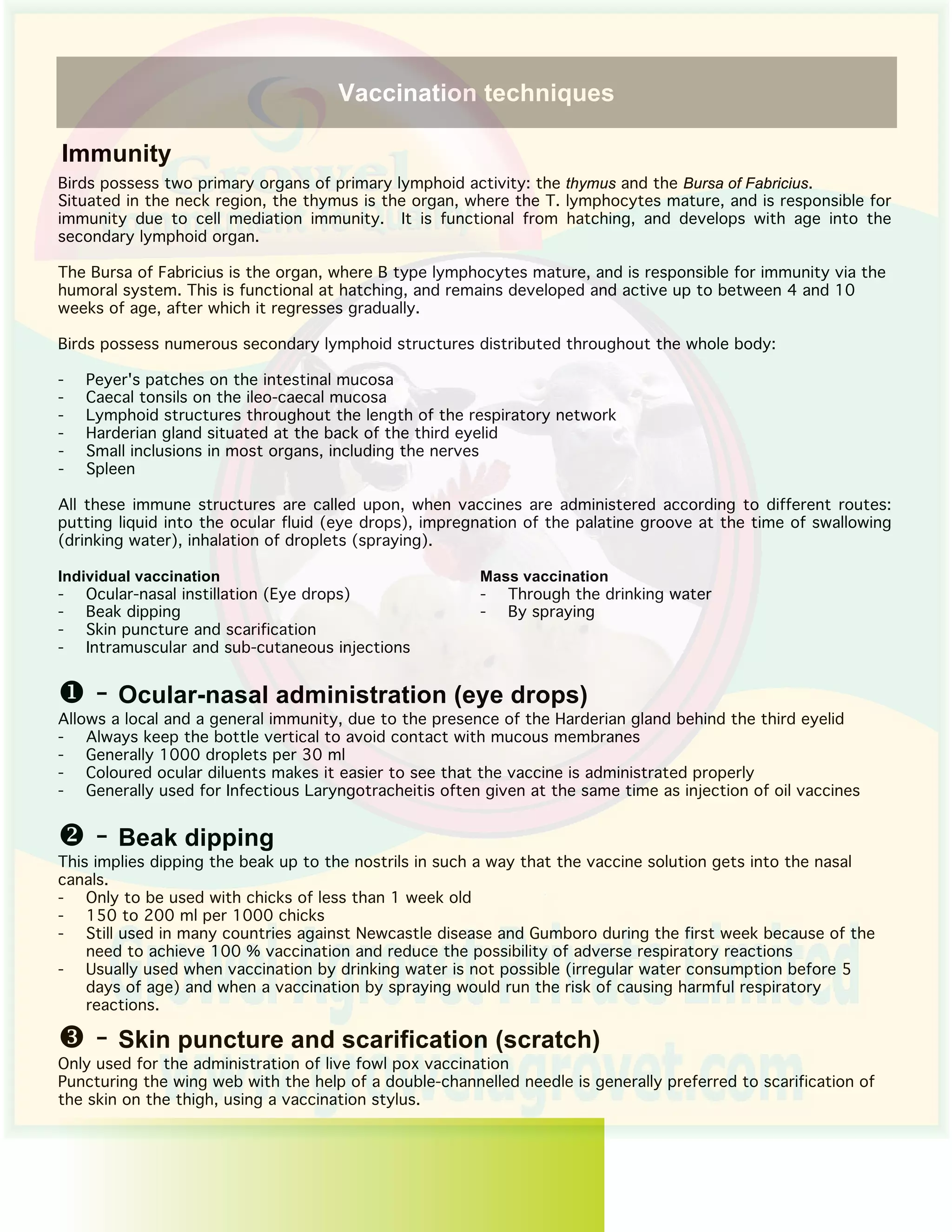 Brown Layer Poultry Farming Guide | PDF