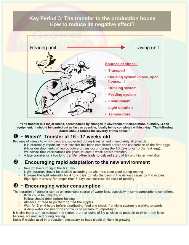 Brown Layer Poultry Farming Guide | PDF | Agriculture | Industries