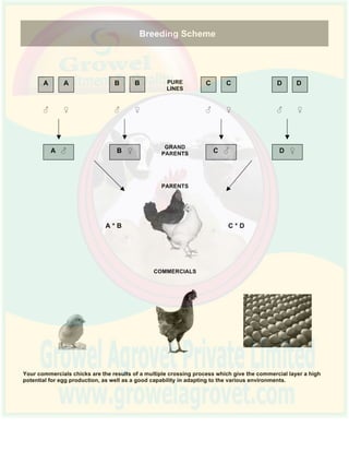 Brown Layer Poultry Farming Guide | PDF