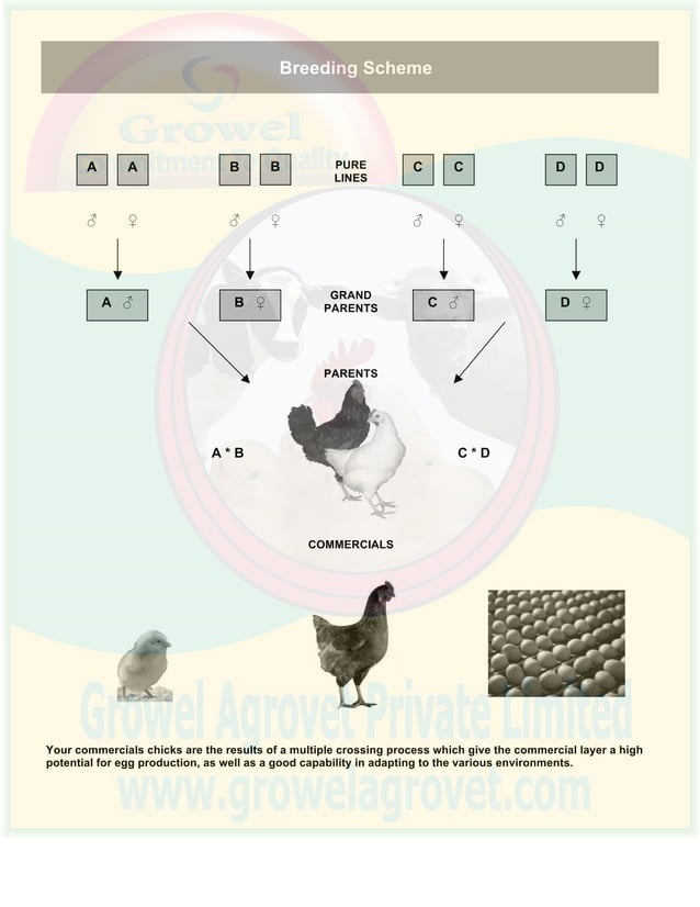 Brown Layer Poultry Farming Guide | PDF | Agriculture | Industries