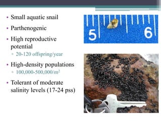 Brown new zealand mud snails in capitol lake | PPTX