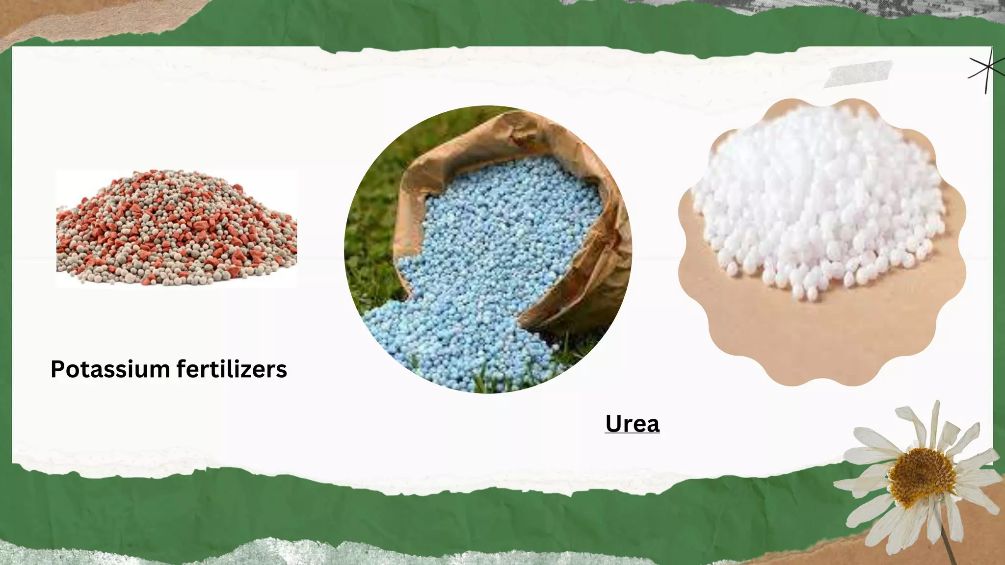 Fertilizers topic mainly for school and college level Scrapbook Whiteboard Presentation.pptx