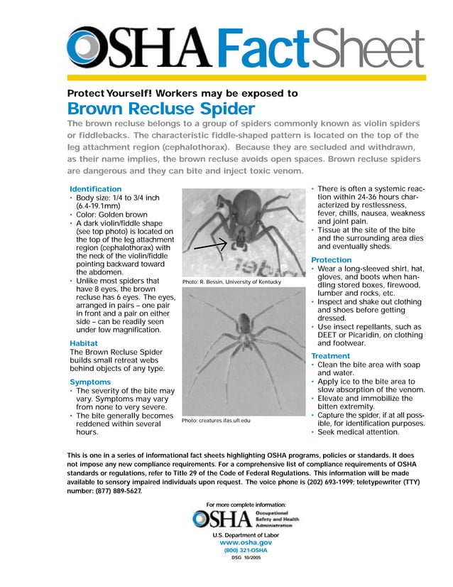 Brown recluse spider (1) | PDF