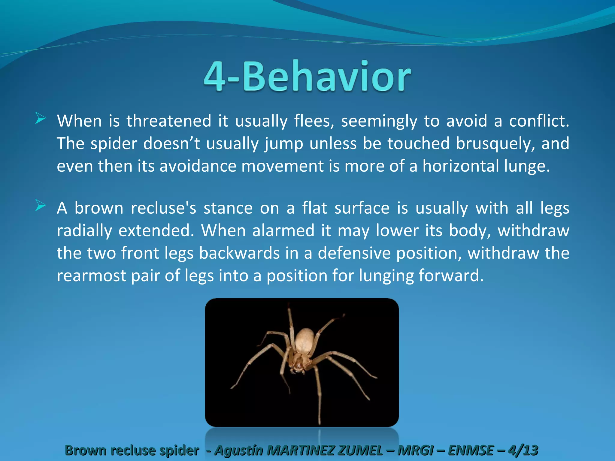 Brown recluse spider | PPT