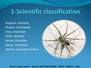 Brown recluse spider | PPT