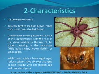 Brown recluse spider | PPT