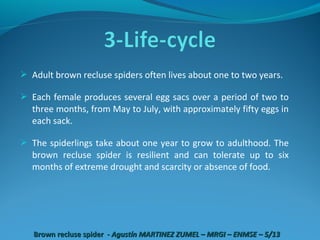 Brown recluse spider | PPT