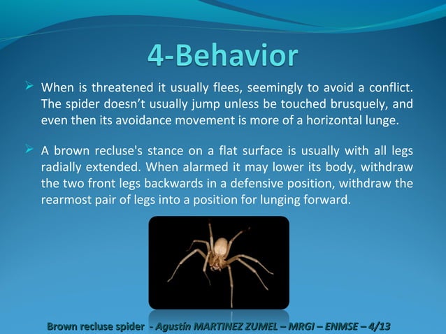 Brown recluse spider | PPT