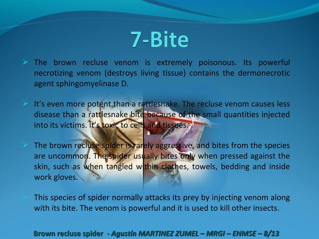 Brown recluse spider | PPT