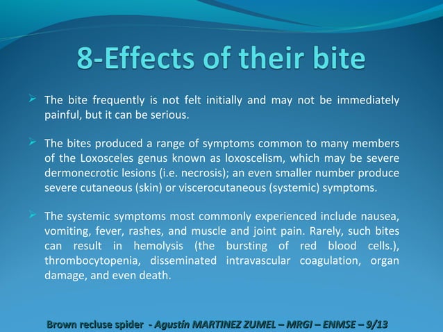 Brown Recluse Spider Ppt