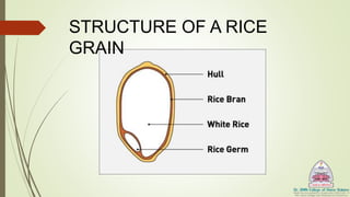 Brown rice ida ppt | PPTX