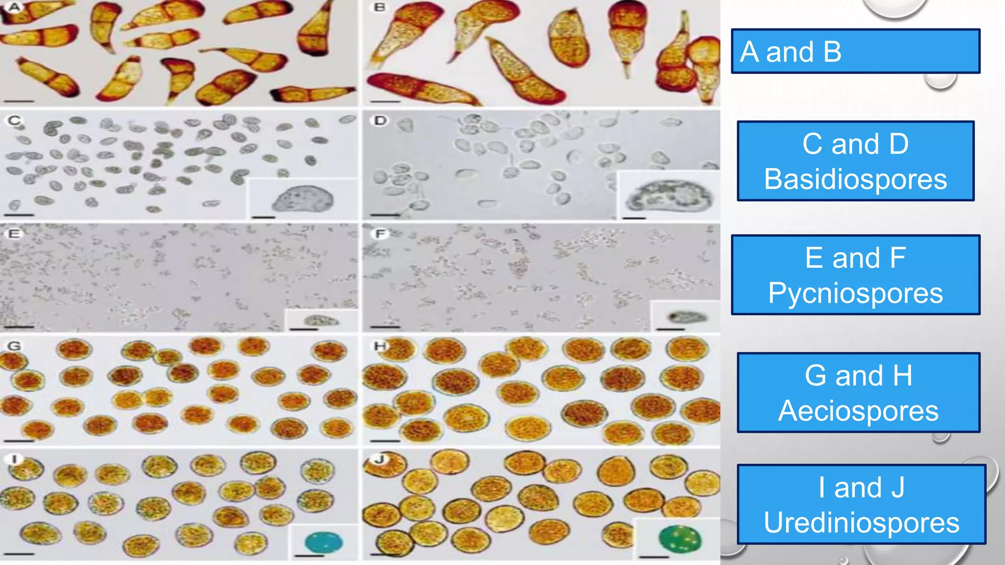 Brown Rust of Wheat | PPTX