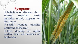 Brown Rust of Wheat | PPTX