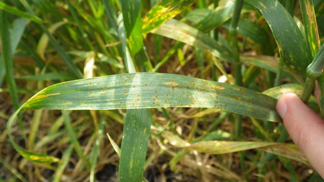Brown Rust of Wheat | PPTX