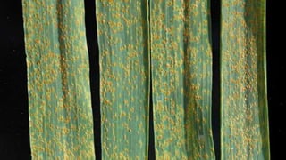 Brown Rust of Wheat | PPTX