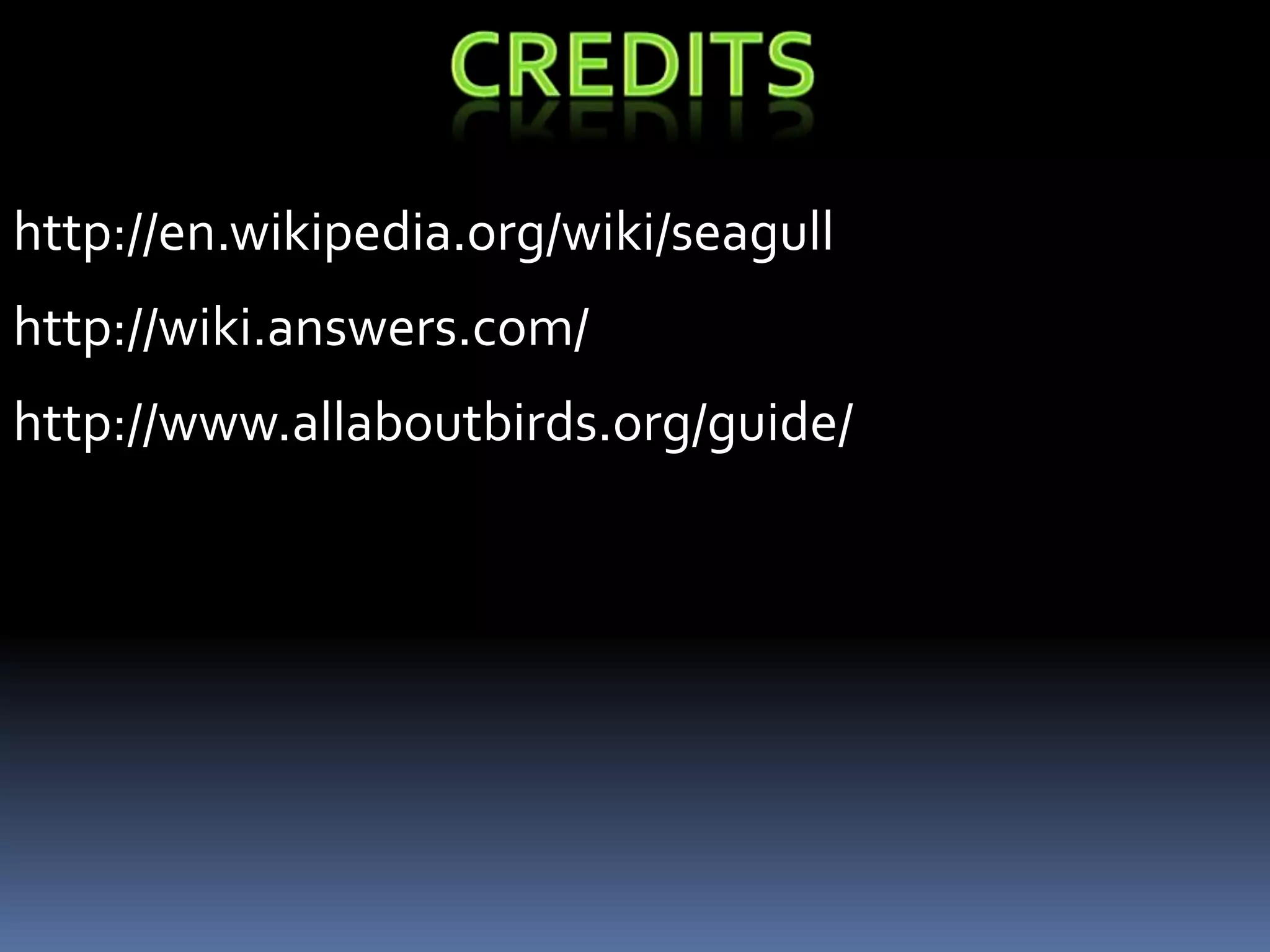 Brown Seagull Powerpoint | PPTX | Birds | Pets