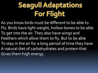 Brown Seagull Powerpoint | PPTX | Birds | Pets
