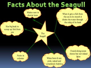 Brown Seagull Powerpoint | PPTX | Birds | Pets