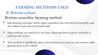 brown Seaweed farming (Laminaria) production ppt January 2025.pptx