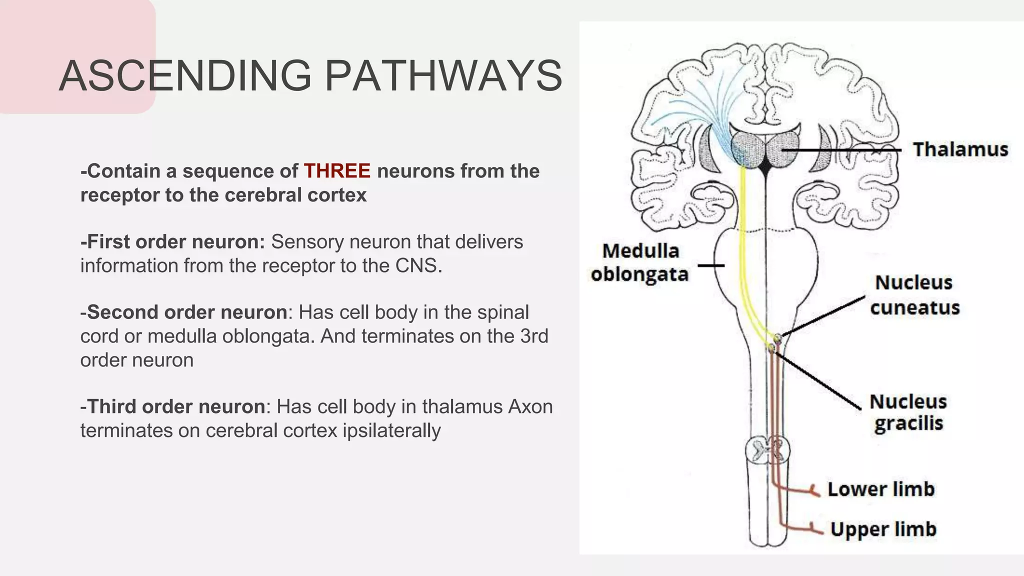 Brown sequard syndrome | PPTX