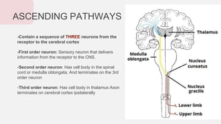 Brown sequard syndrome | PPTX