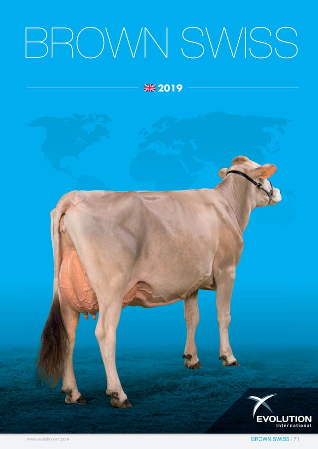 Brown swiss en_2019_evolution_international | PDF