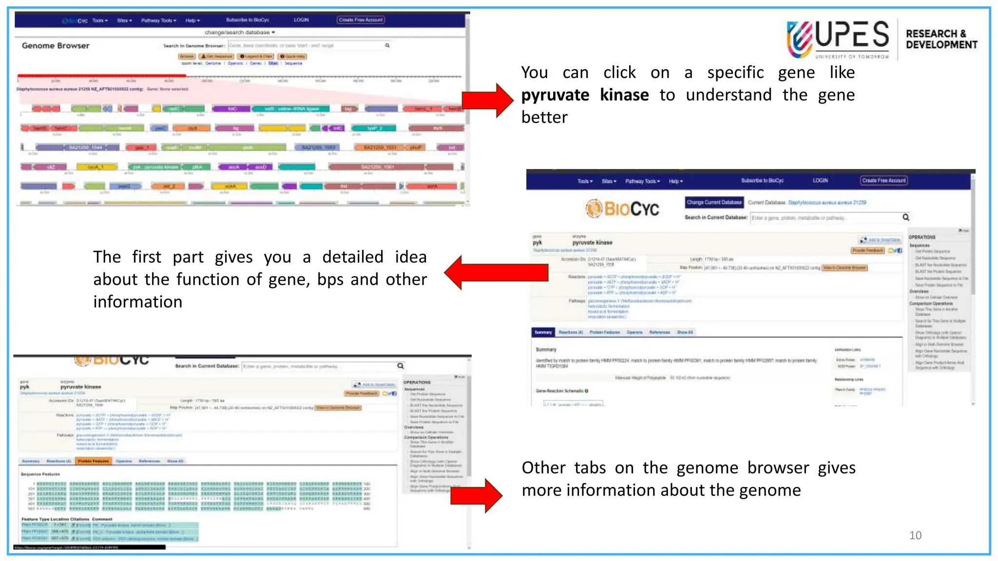 Genome browsing in Bioinformatics.pptx