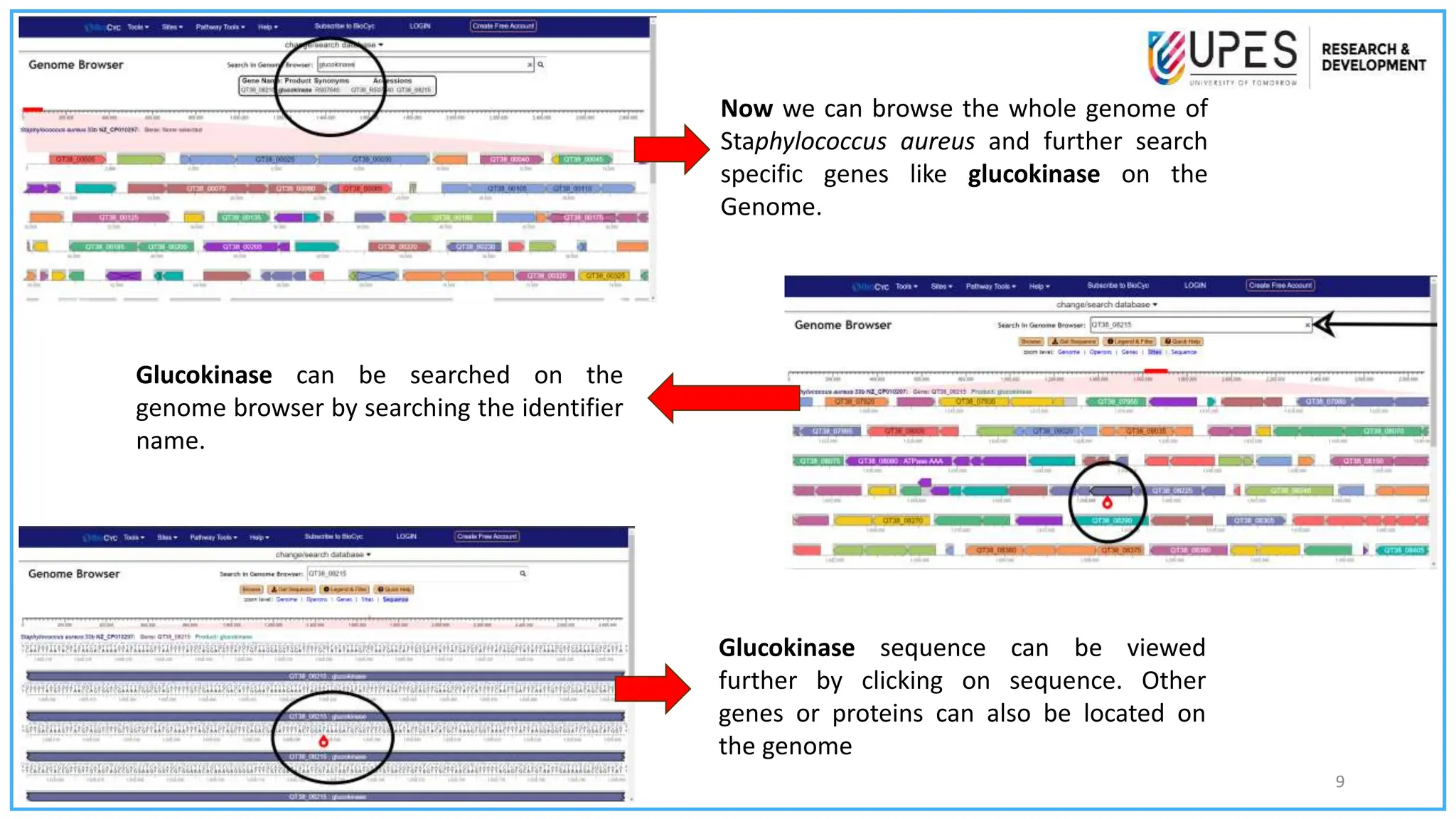 Genome browsing in Bioinformatics.pptx