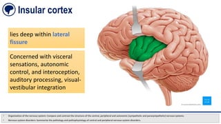 BRS2%20Neuro%20LE2%20Cerebral%20Cortex.pptx | Free Download